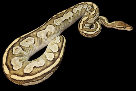 Butter Bongo Vanilla Female Ball Python by Malestroms Reptile Ranch ~ Balls A'Fire