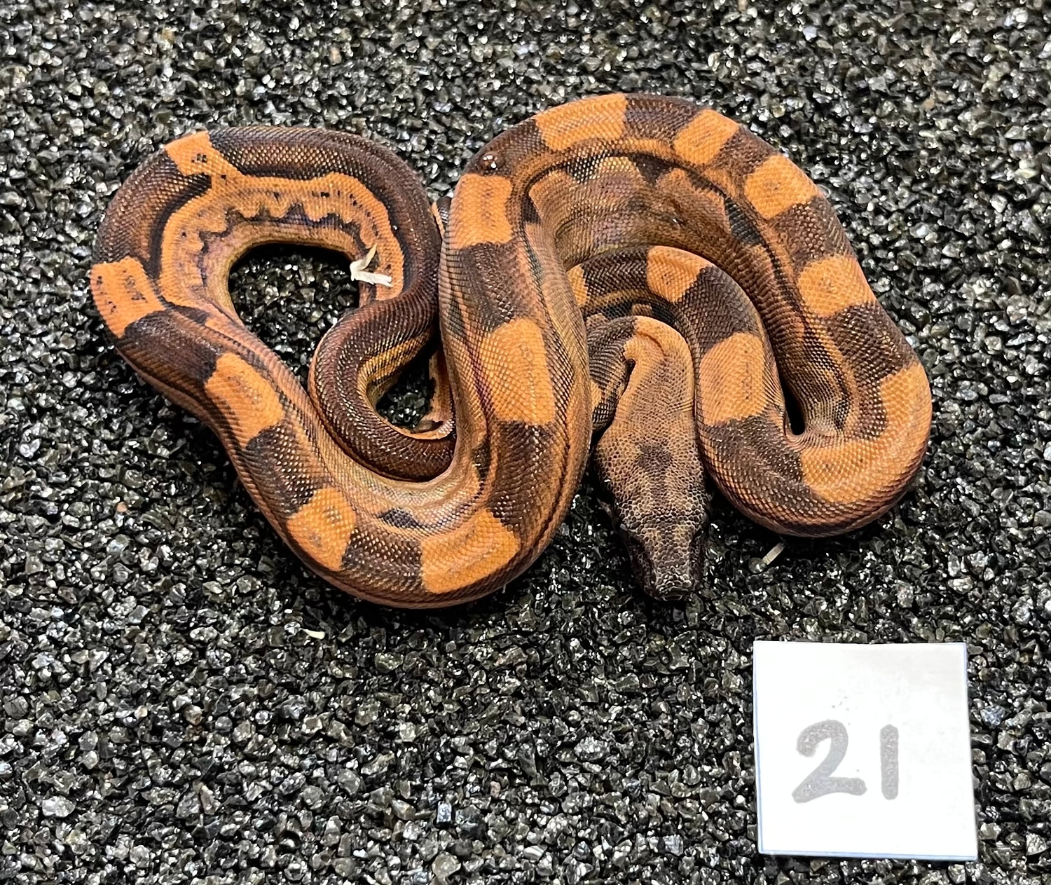 Blood Motley 100% Het Kahl Albino ( Het Red Dragon Motley) Boa ...