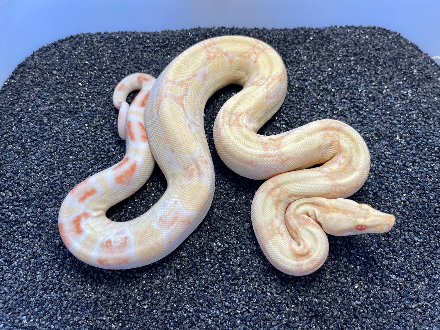Kahl Albino Img 66% Het Blood Boa Constrictor by Two face boas ...
