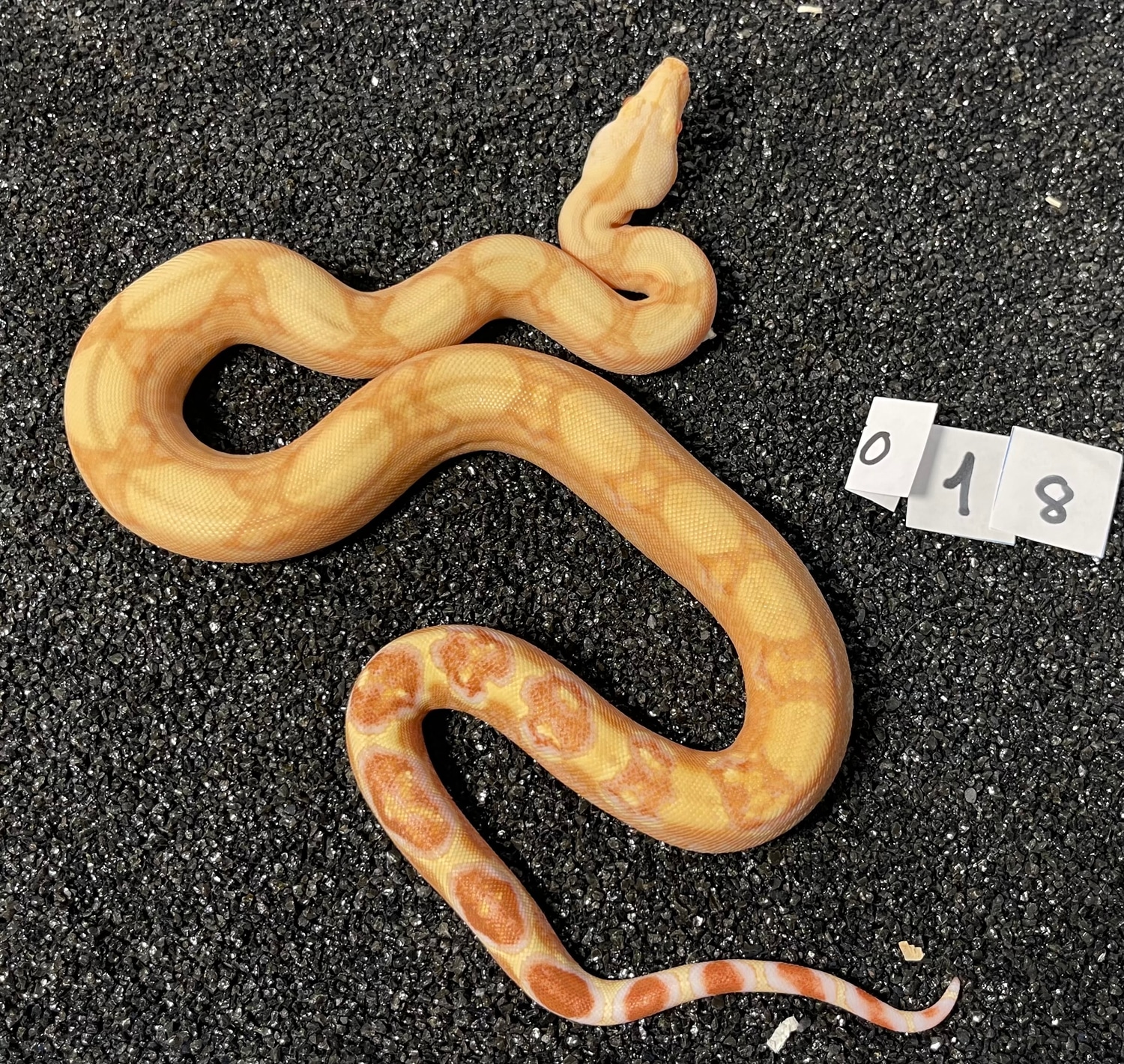 Sharp Albino Keltic Het Blood Purple Pastel Line Boa Constrictor by Two ...