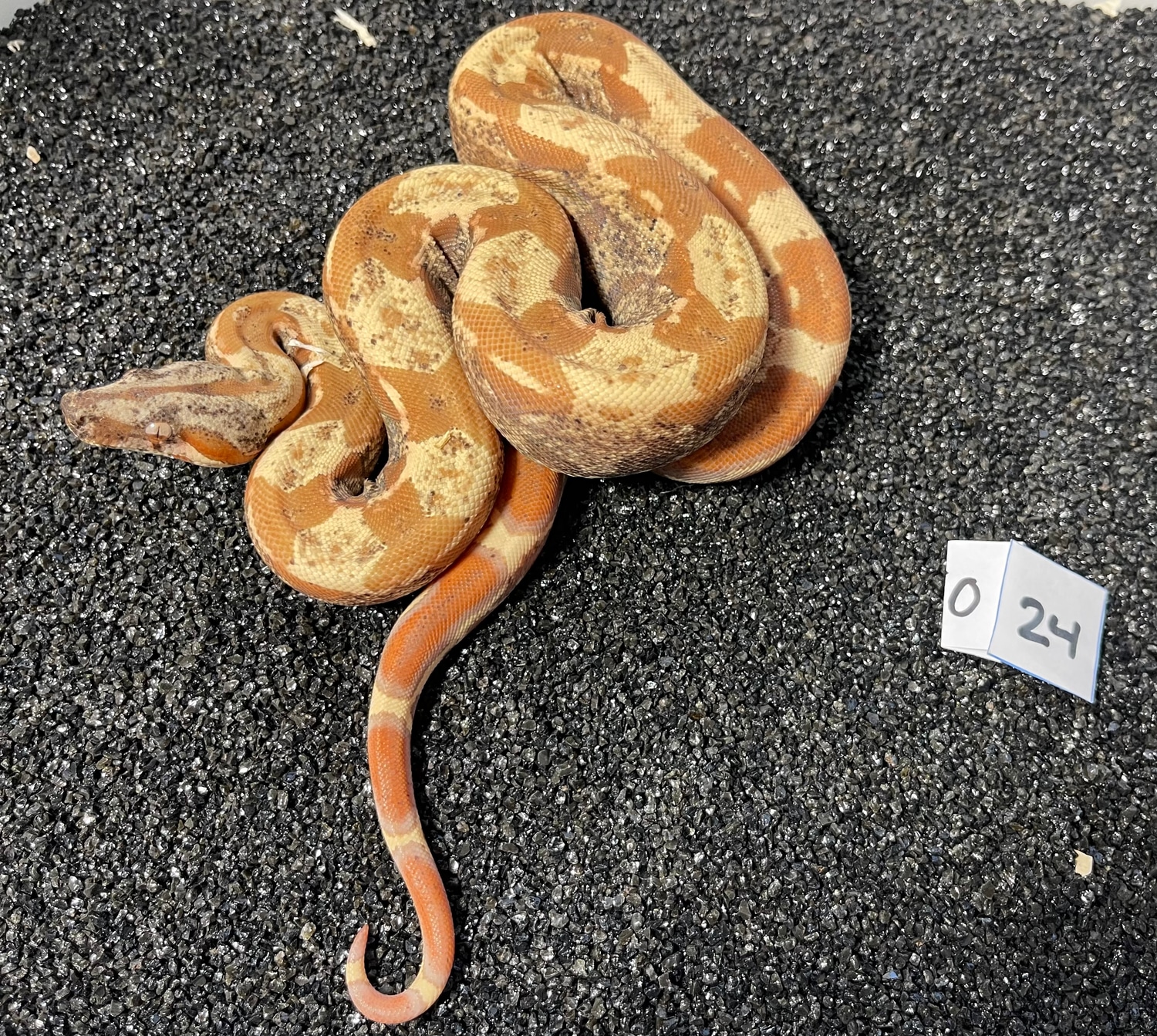 Img Vpi Sunglow Boa Constrictor by Two face boas - MorphMarket