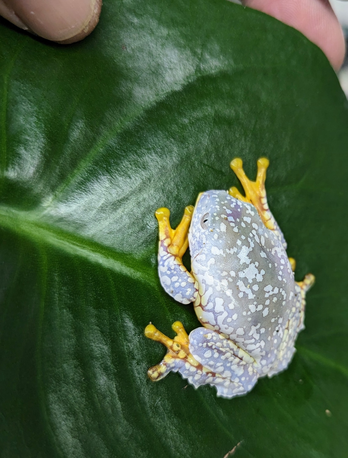 Amazon Fringed Leaf Frog Other Tree Frog by Rainforestjunkys.com ...