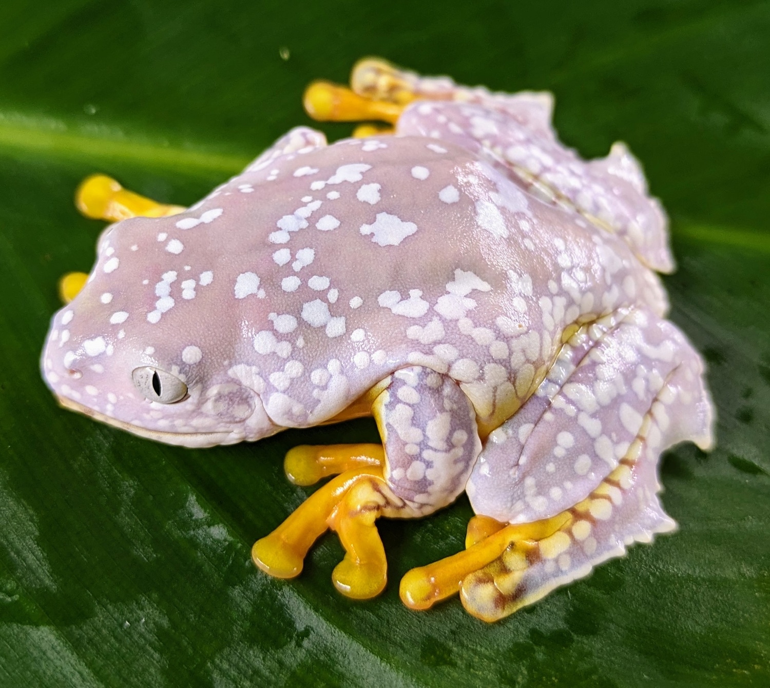 Craspedopus Aka Amazon Fringed Leaf Frogs Red-Eyed Tree Frog by ...