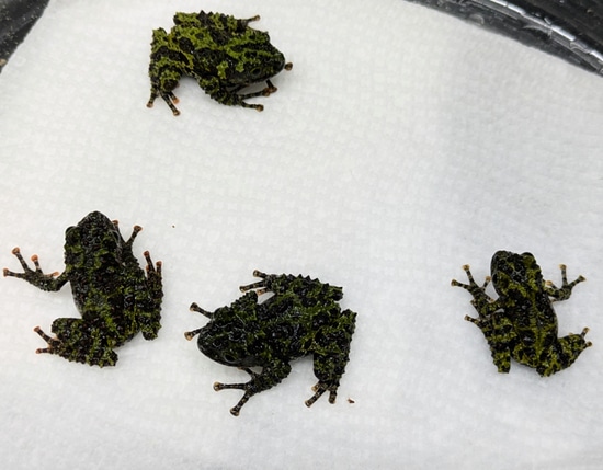 Mini Mossy Frogs Aka Theloderma Bicolor Other Frog by Rainforestjunkys.com
