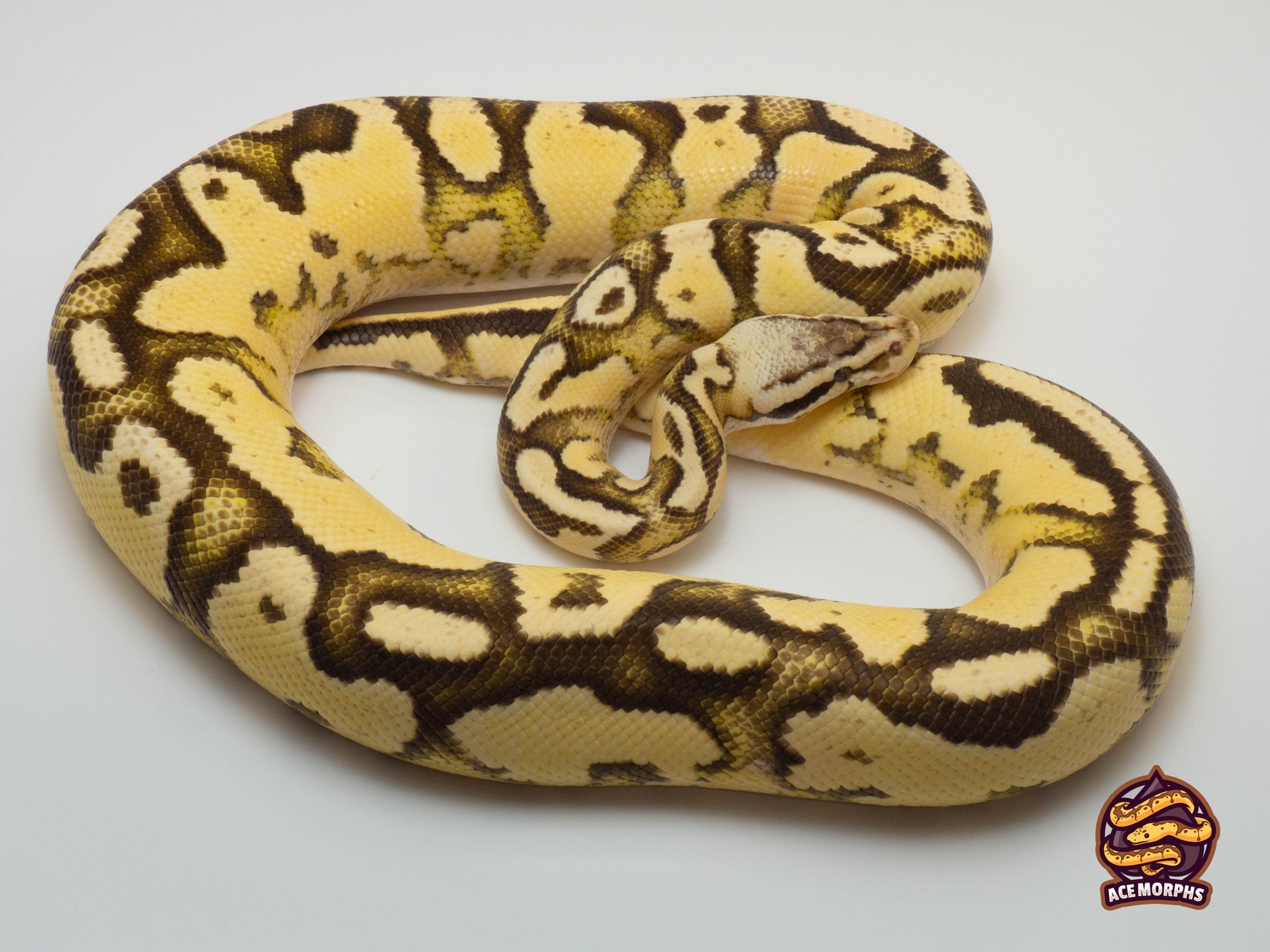 Super Orange Dream Yellow Belly Pastel Vanilla Ball Python by AceMorphs ...