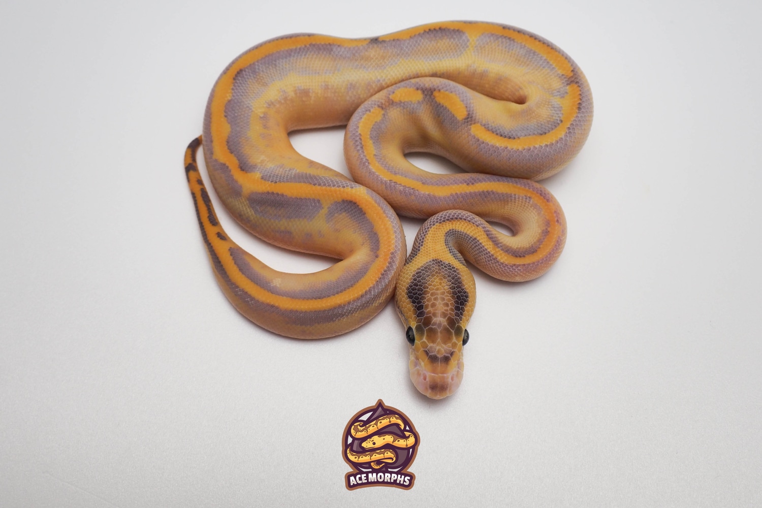 Ivory Enchi Leopard Het Piebald (Poss Orange Dream) Ball Python by ...