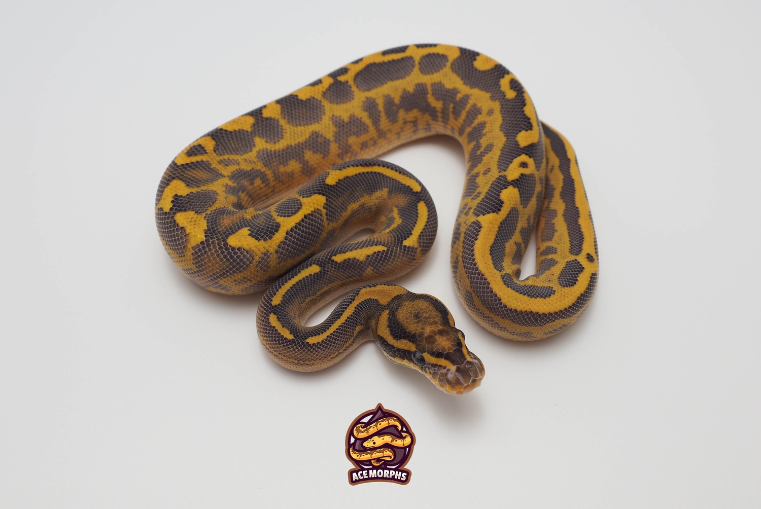 Leopard Highway Het Pied Ball Python by AceMorphs - MorphMarket