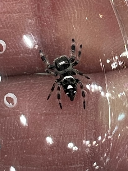 Bahamas Phiddipus Regius Jumping Spider by Hi jumpers