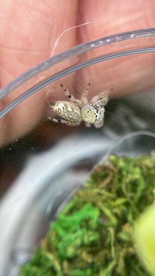 Female Fart Jumping Spider by Hi jumpers