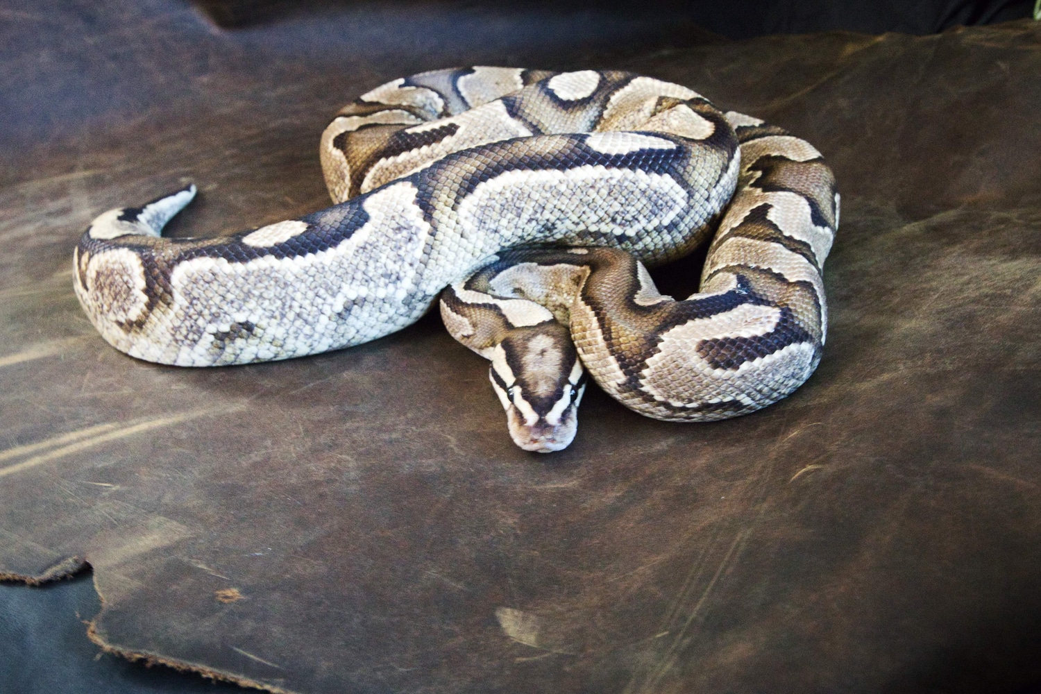 Calico Fire Pos OD Ball Python by Reptile Road - MorphMarket