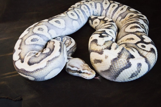 GHI Firefly Ball Python by Reptile Road