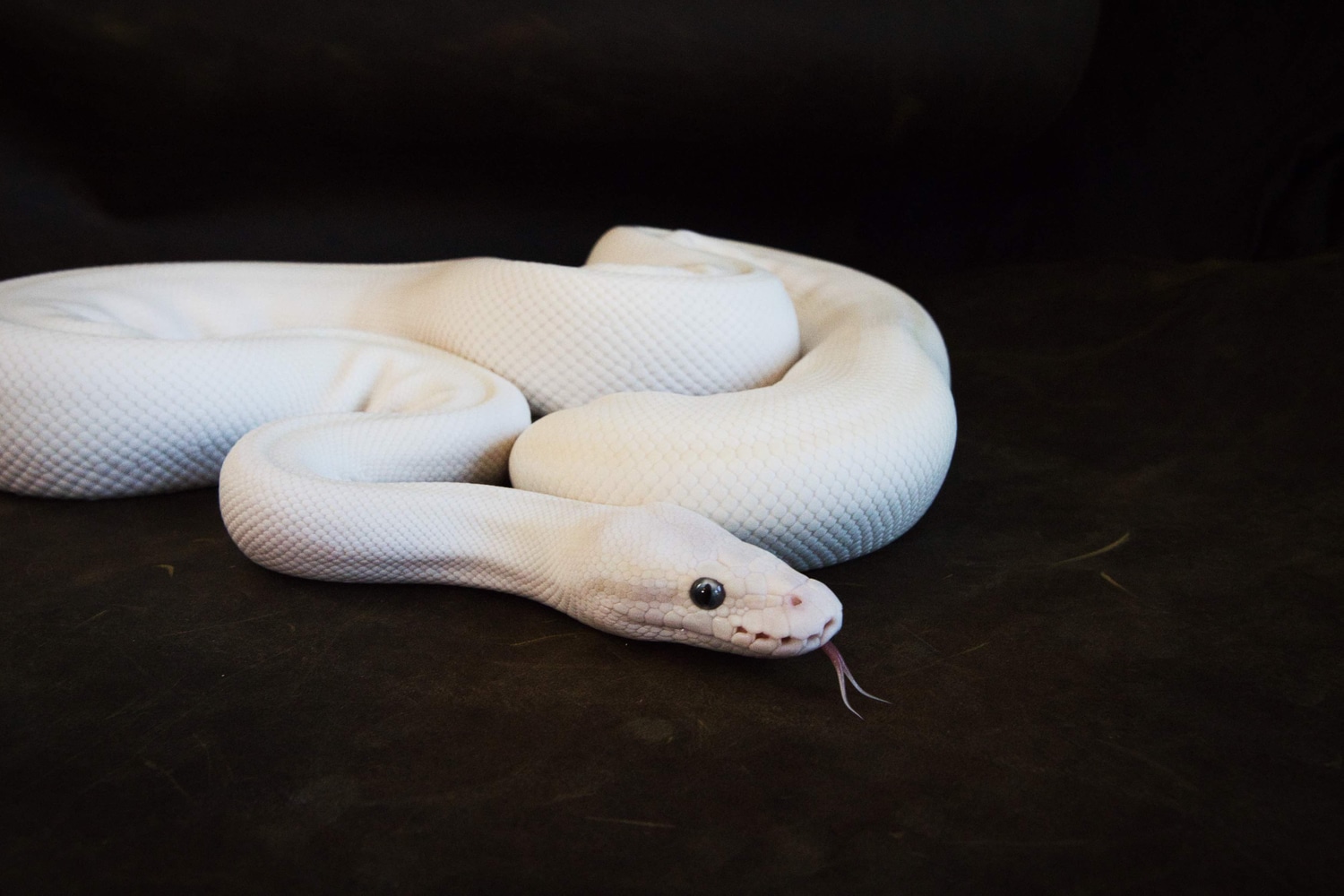 Super Russo BEL Ball Python by Reptile Road - MorphMarket