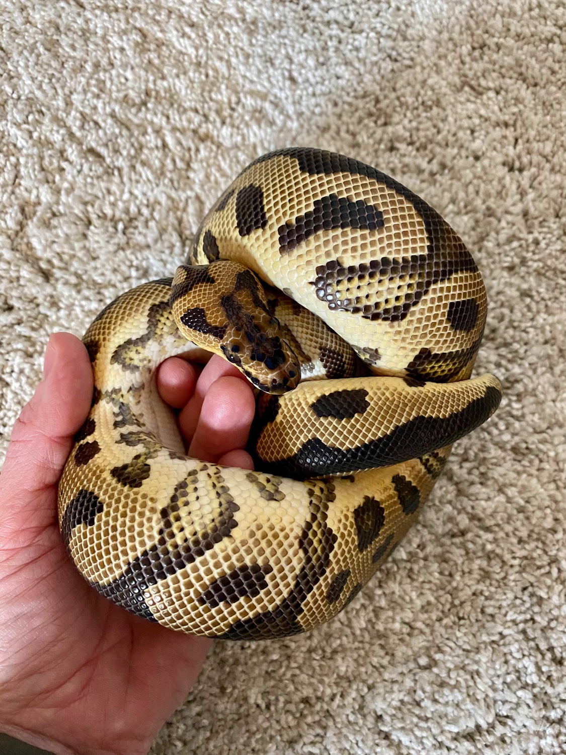 Clown Het Pied Ball Python by Reptile Road - MorphMarket