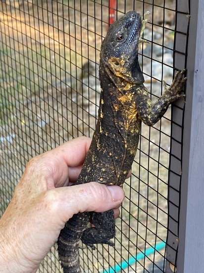 Banana Pectinata Spiny Tailed Iguana Other Iguana by Reptile Road