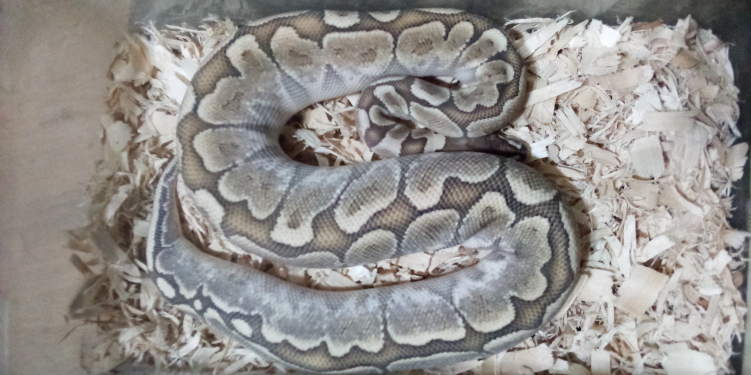Hypo Bamboo Ball Python by Your Perfect Pets - MorphMarket