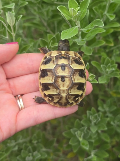Eastern Hermanns Hatchling Hermann's Tortoise by Michelle's Tortoises