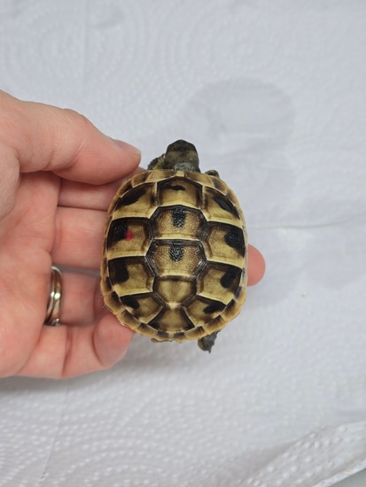 Hermanns Tortoise ☆Free Shipping Hermann's Tortoise by Michelle's Tortoises