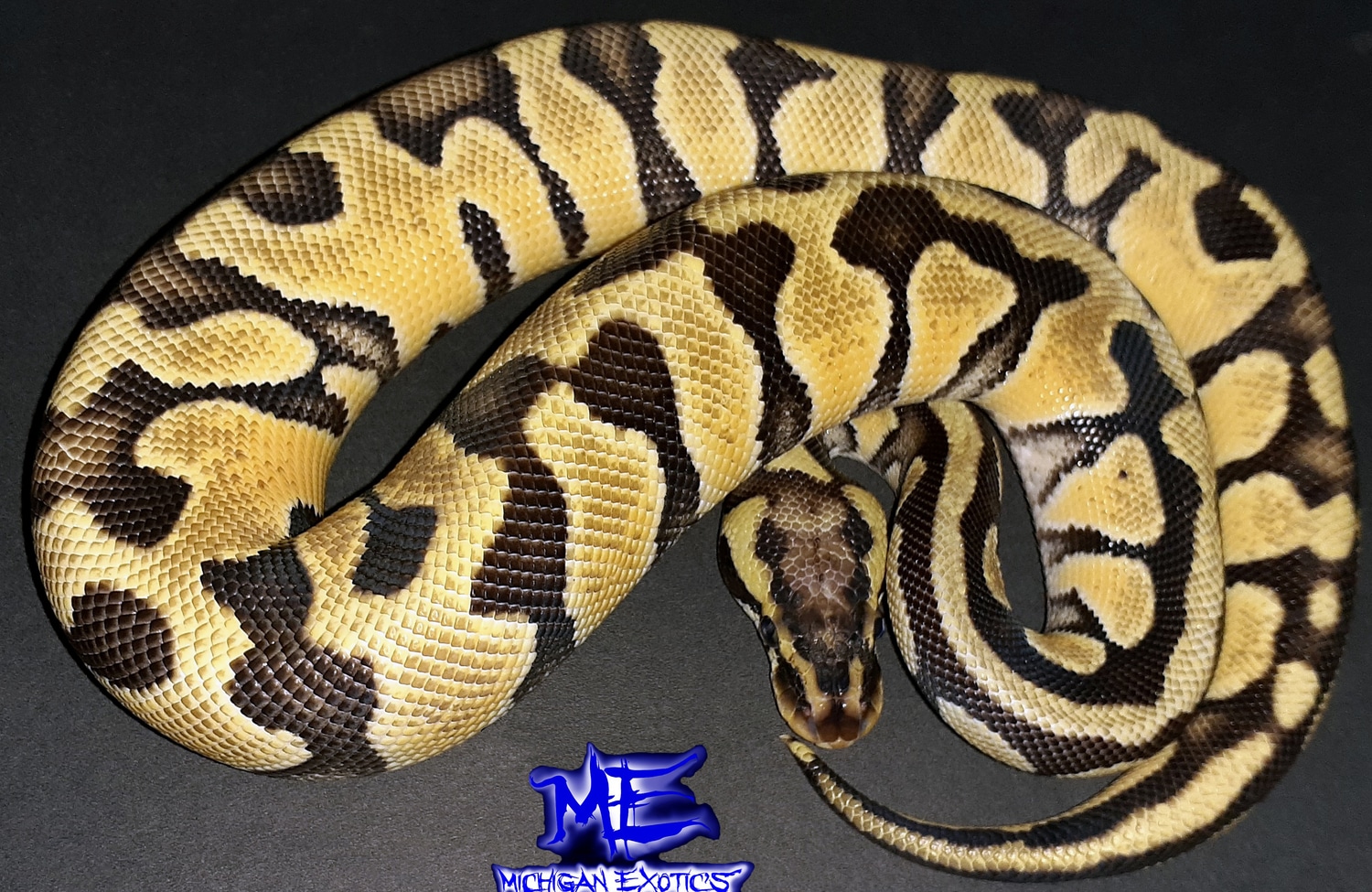 Enchi Pastel Gravel 100% Het Clown Ball Python by Michigan Exotics ...