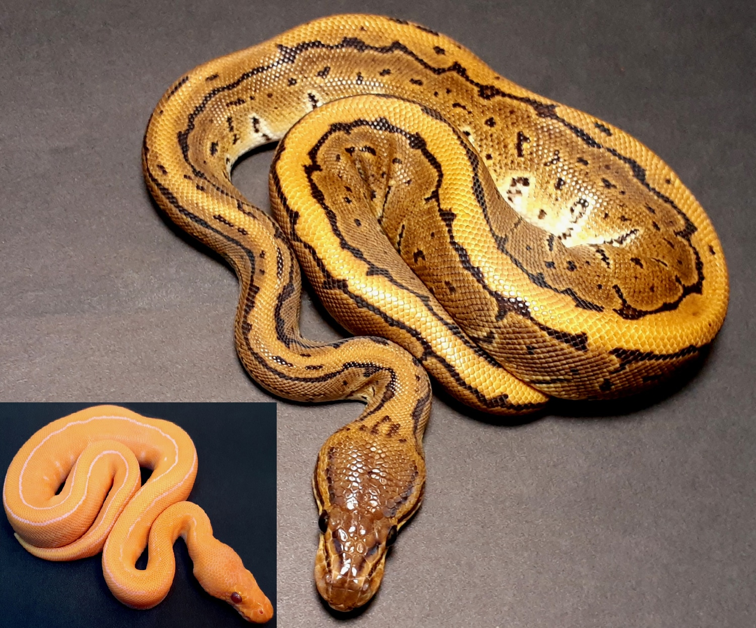 Pinstripe Yellow Belly Het Lavender Albino Ball Python by Michigan Exotics - MorphMarket