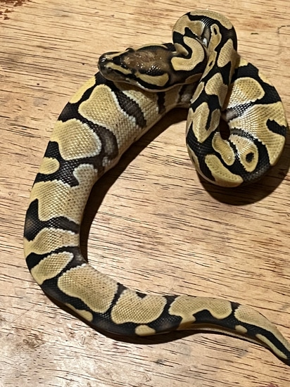 DG ENCHI Ball Python by MASREP