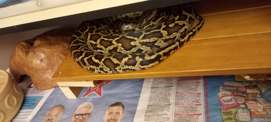 75% Dwarf Burmese Python by Mick Gibbs