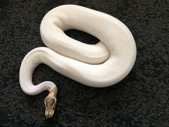 Pewter Fire Piebald Ball Python by Constrictor distributor