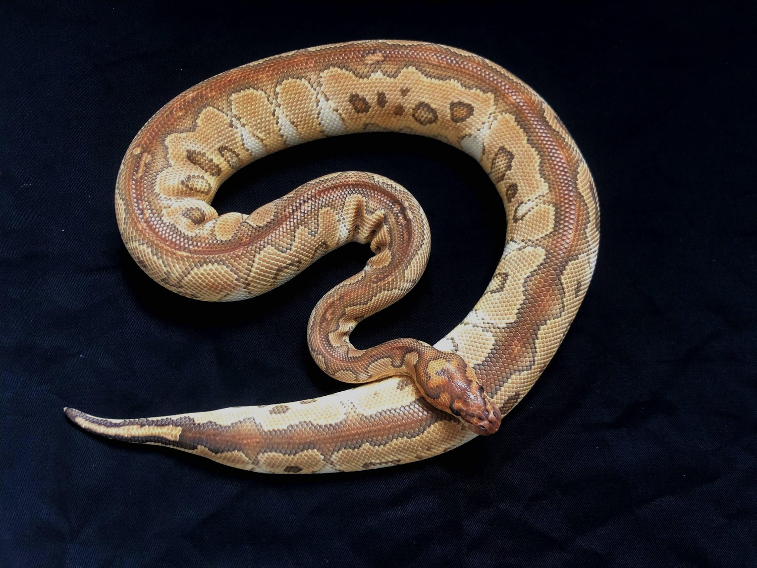 Special Clown Ball Python by Constrictor distributor - MorphMarket