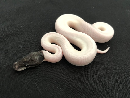 GHI Phantom Piebald Ball Python by Constrictor distributor