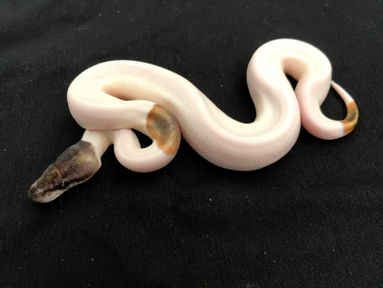 GHI Phantom Piebald Ball Python by Constrictor distributor
