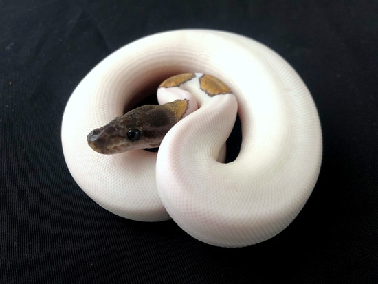 GHI Phantom Piebald Ball Python by Constrictor distributor