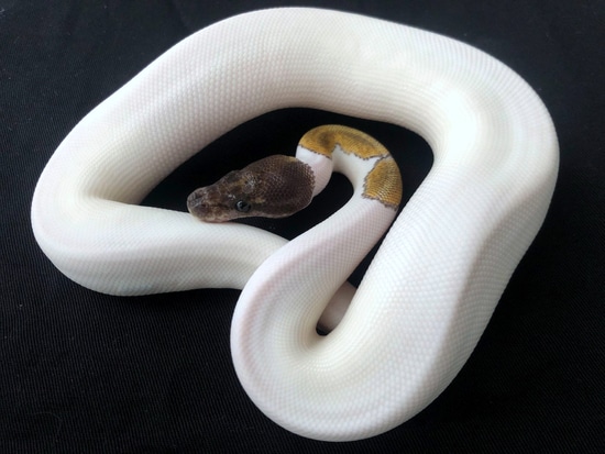 GHI Phantom Piebald Ball Python by Constrictor distributor