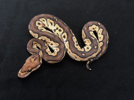 Clown Ball Python by Constrictor distributor