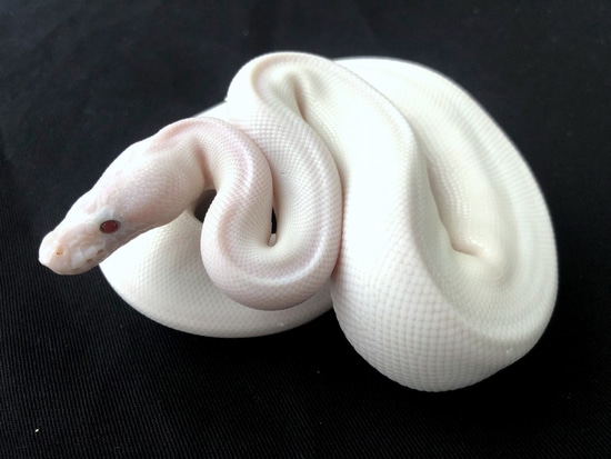 Piebald Super Phantom (Possible GHI) Ball Python by Constrictor distributor