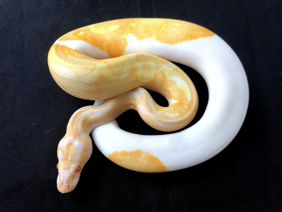 Albino Piebald Ball Python by Constrictor distributor