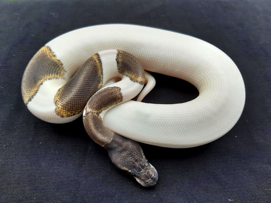 GHI Phantom Piebald Ball Python by Constrictor distributor