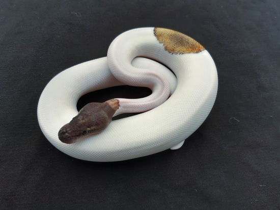 GHI Phantom Piebald Ball Python by Constrictor distributor