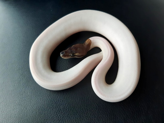 GHI Phantom Piebald Ball Python by Constrictor distributor