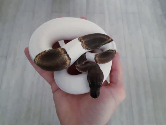 GHI Phantom Piebald Ball Python by Constrictor distributor