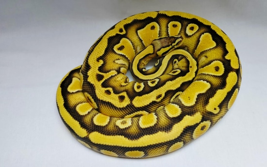 Enchi Cypress Pastel Crypton Ball Python by Constrictor distributor