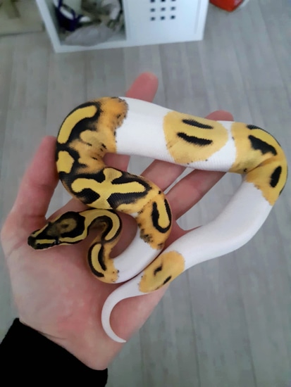 Desert Ghost Piebald Ball Python by Constrictor distributor