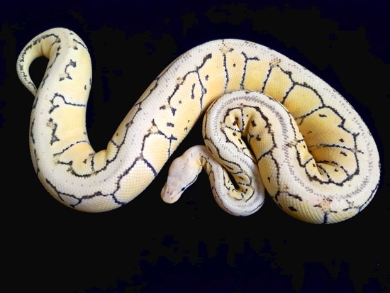 Lemonblast Desert Ghost 100% Het Clown Ball Python by Constrictor distributor