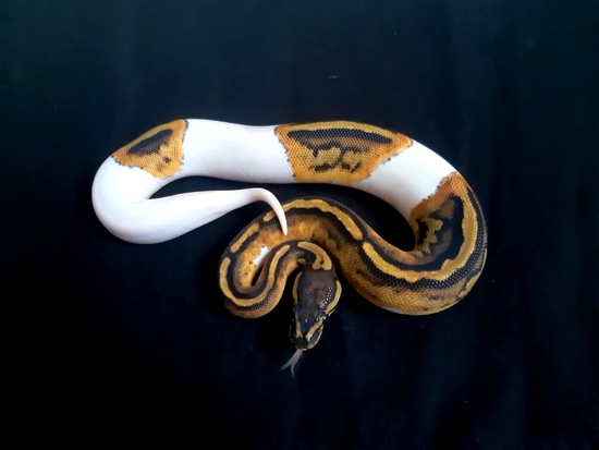 Piebald 100% Double Het Ultramel/Clown Ball Python by Constrictor ...