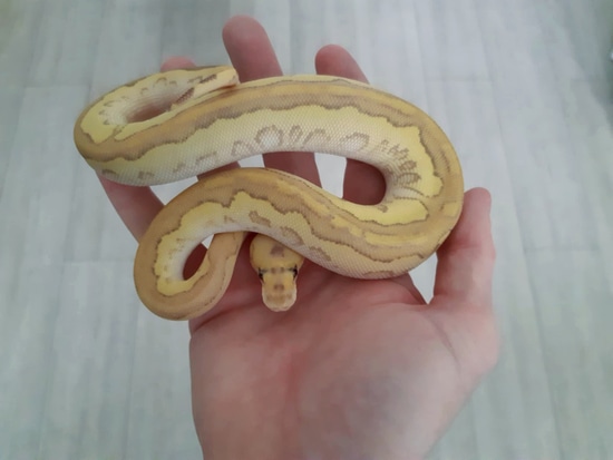 Fire Butter Clown 66% Het Piebald Ball Python by Constrictor distributor