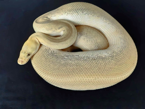Clown Leopard Butter Pastel 100% Het Piebald Ball Python by Constrictor ...