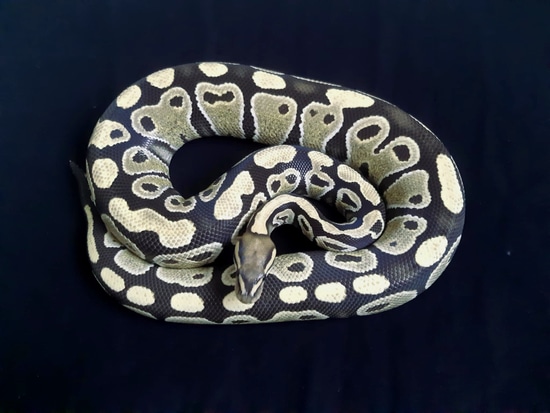 Desert Ghost 100% Het Clown Ball Python by Constrictor distributor