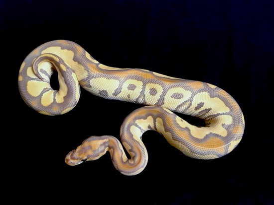Ultramel Clown Ball Python by Constrictor distributor