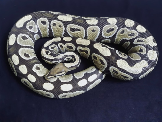 Desert Ghost 100% Het Clown Ball Python by Constrictor distributor