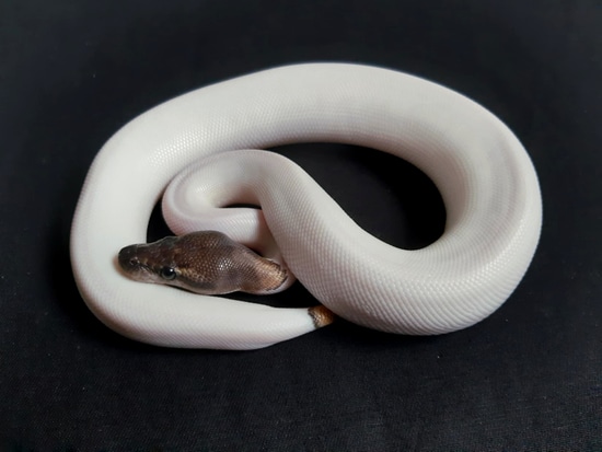 Piebald GHI Phantom Ball Python by Constrictor distributor