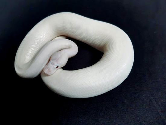 Piebald Super Phantom (Possible GHI) Ball Python by Constrictor distributor