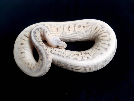 Desert Ghost Sterling 100% Het DG Ball Python by Constrictor distributor